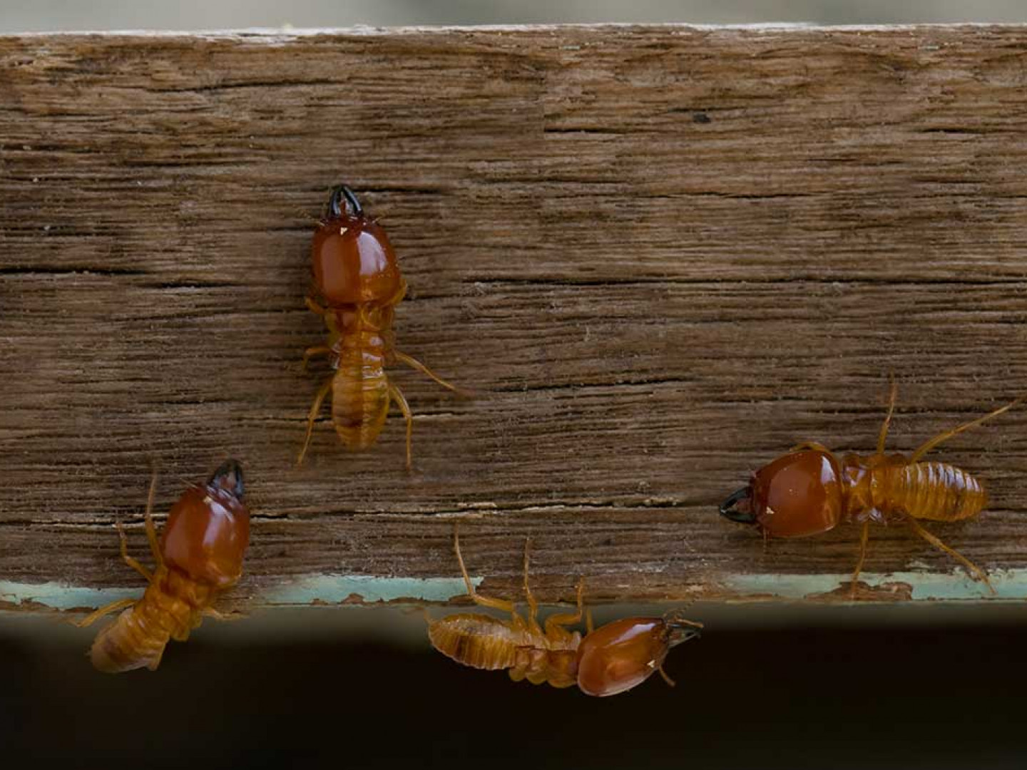 Termite Treatment Services | Lexington, Georgetown and Nicholasville ...