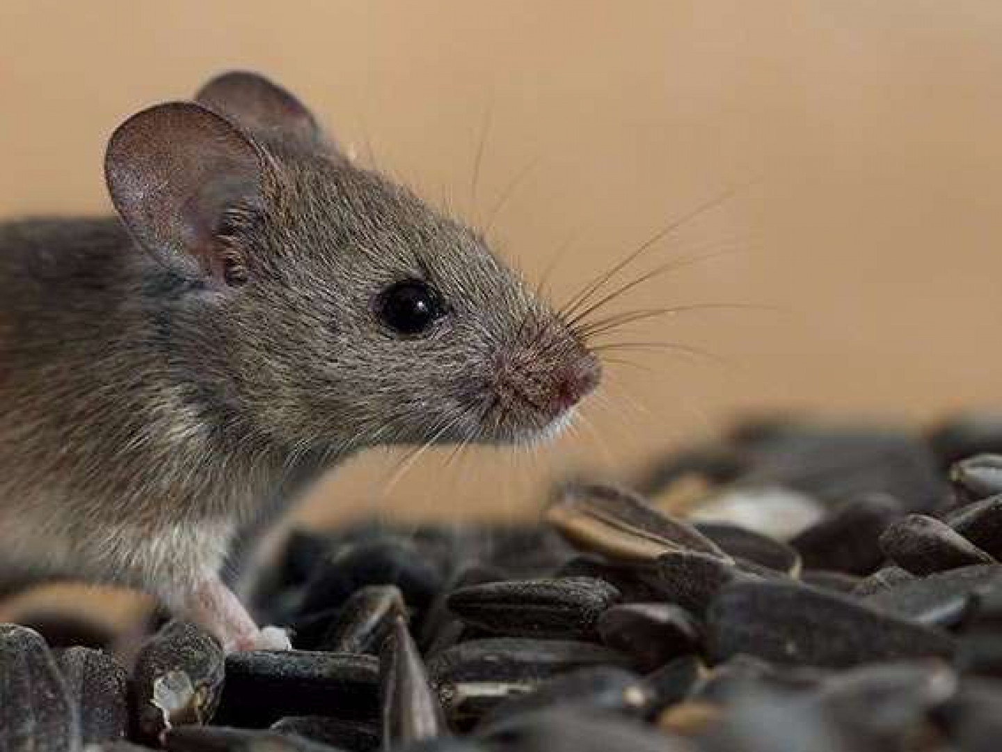 Rat Removal Services | Lexington, Georgetown and Nicholasville, KY ...